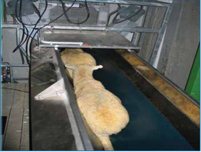 AUTOMATIC SHEEP STUNNER - Jarvis Products